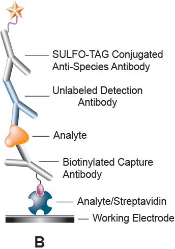 MSD GOLD Immunoassay Plates | Meso Scale Discovery